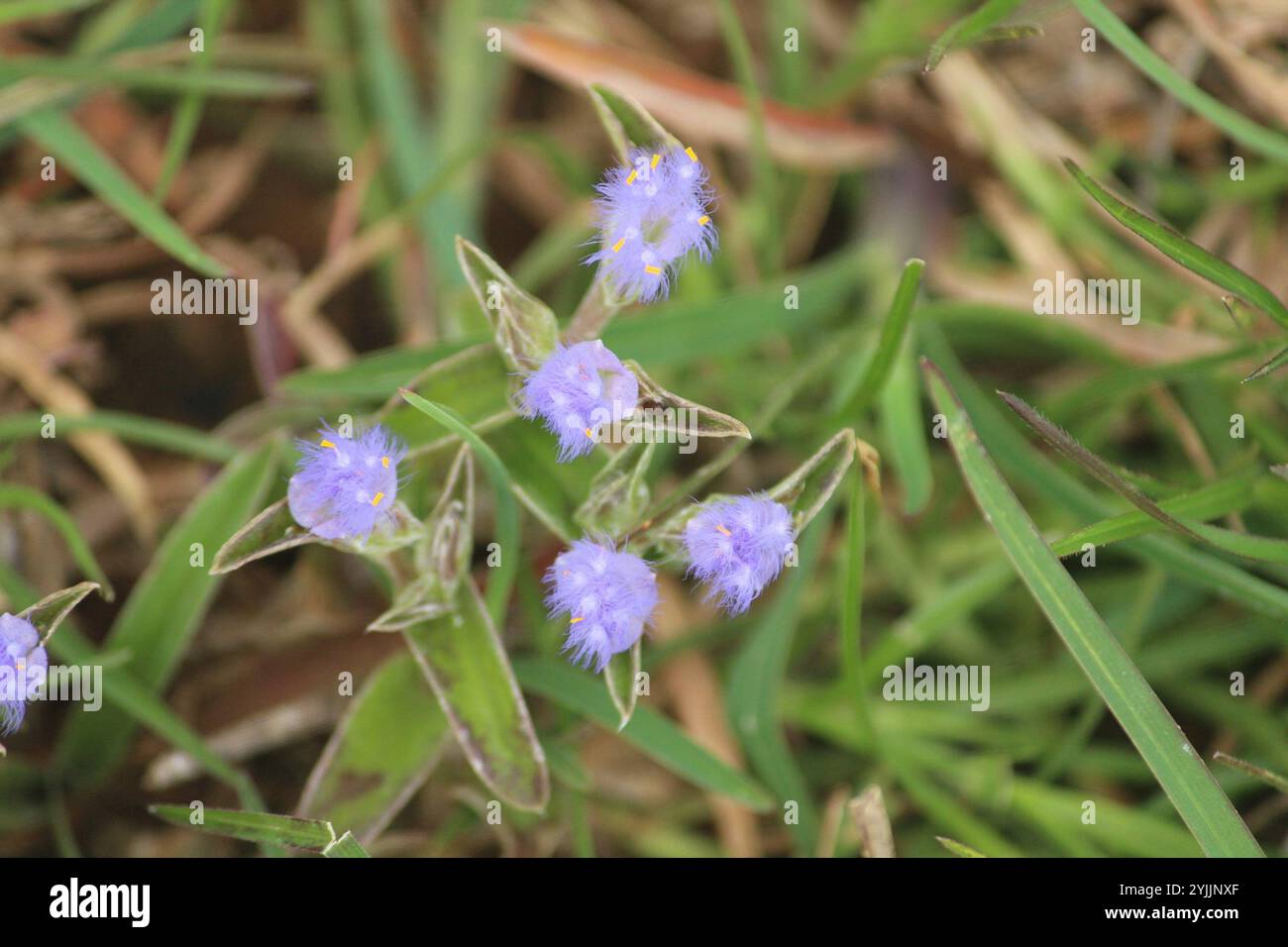 Blue Ears (Cyanotis Stock Photo - Alamy