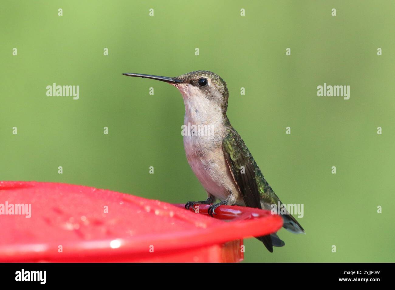 Ruby-throated Hummingbird (Archilochus colubris Stock Photo - Alamy