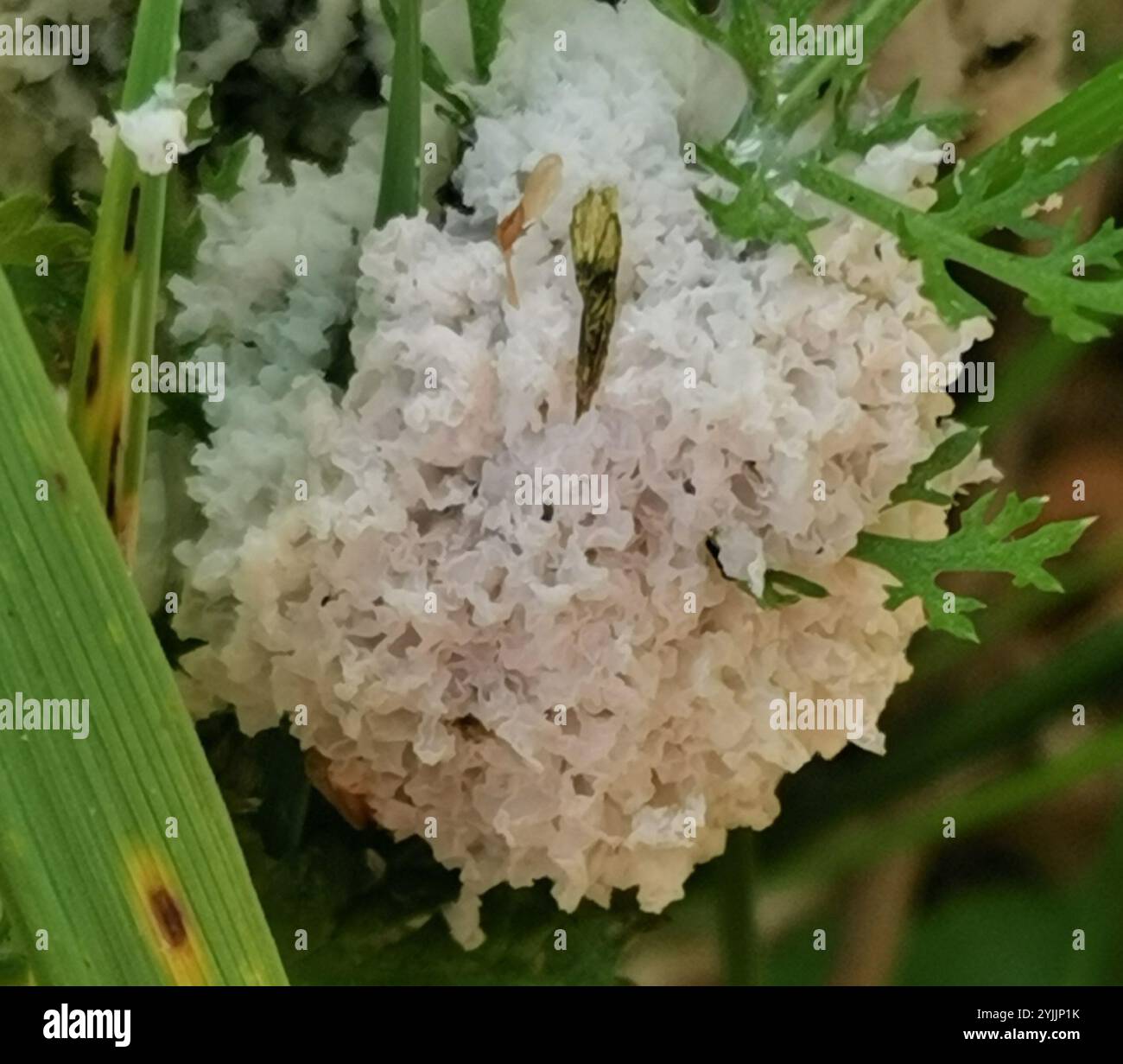 Dog Sick Slime Mould (Didymium spongiosum Stock Photo - Alamy