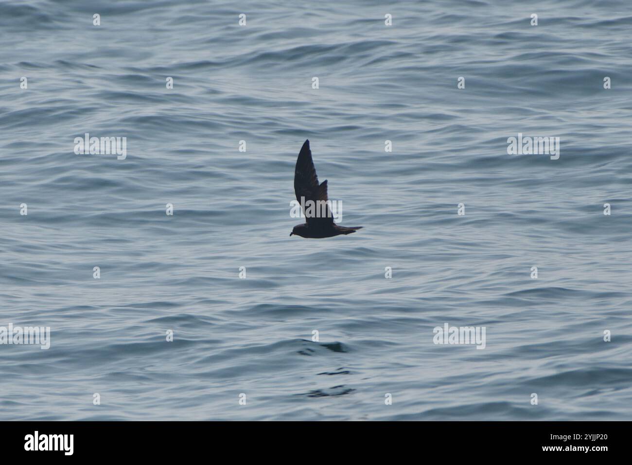 Black Storm-Petrel (Hydrobates melania Stock Photo - Alamy