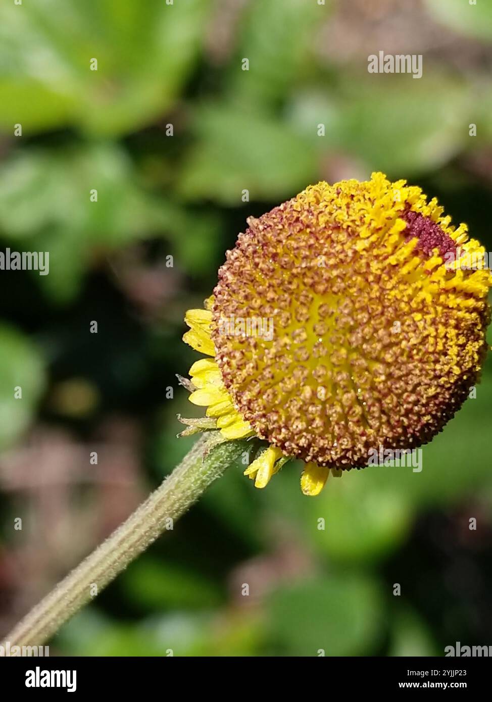 Rosilla (Helenium puberulum Stock Photo - Alamy