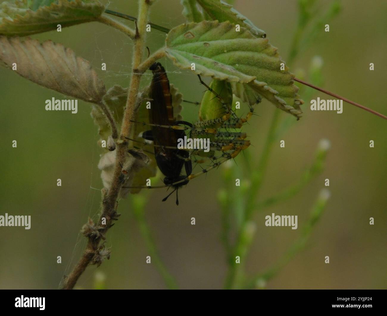 Mydas maculiventris hi-res stock photography and images - Alamy