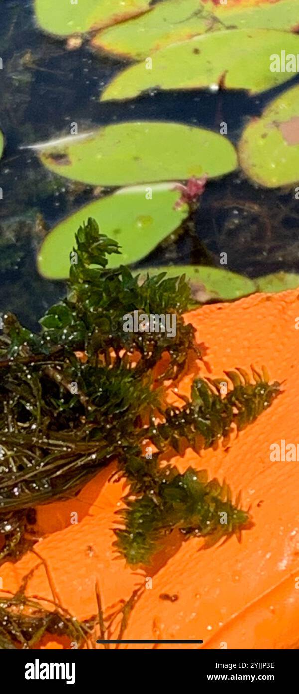 Canadian Waterweed (Elodea canadensis Stock Photo - Alamy