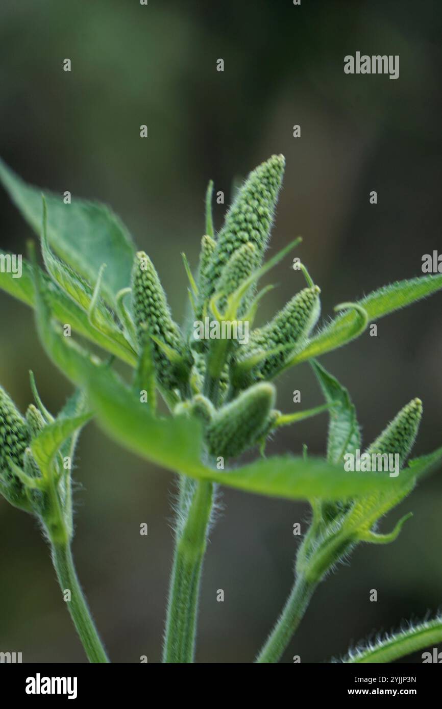 giant ragweed (Ambrosia trifida Stock Photo - Alamy