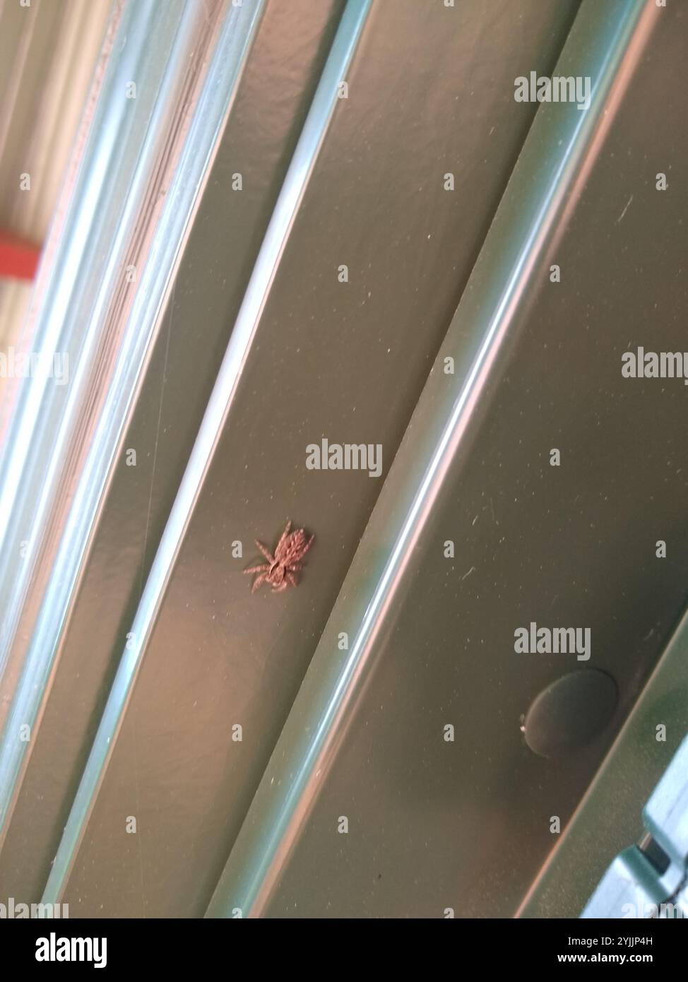 California Flattened Jumping Spider (Platycryptus californicus Stock ...