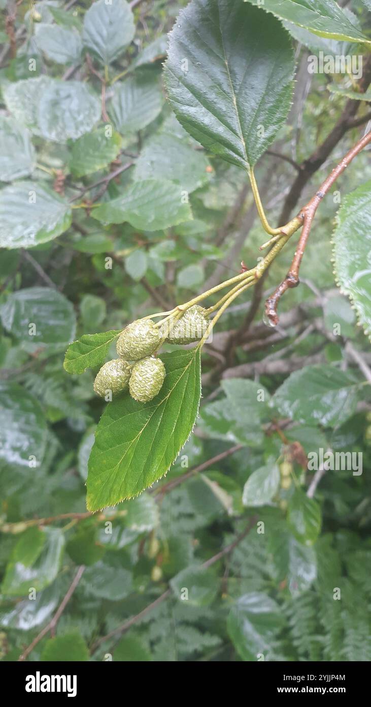 green alder (Alnus alnobetula Stock Photo - Alamy