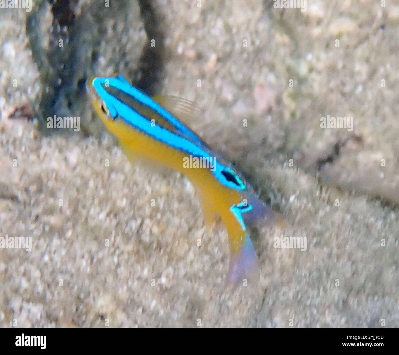 Threeline Damsel (Pomacentrus trilineatus Stock Photo - Alamy