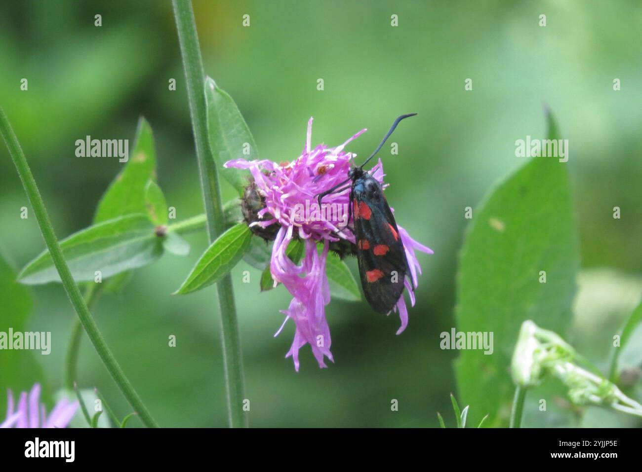 narrow-bordered five-spot burnet (Zygaena lonicerae Stock Photo - Alamy