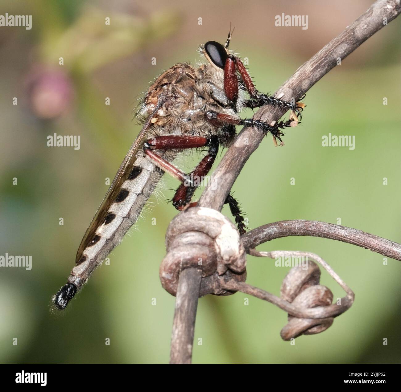 Maroon-legged Lion Fly (Promachus hinei Stock Photo - Alamy