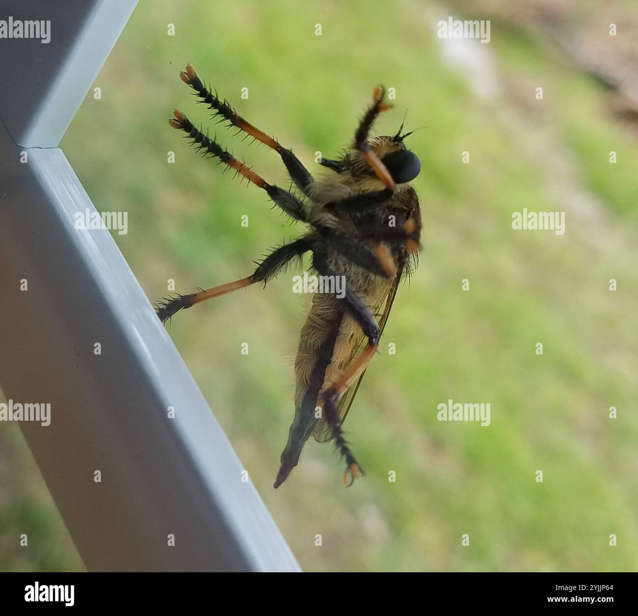 Red-footed Cannibal Fly (Promachus rufipes Stock Photo - Alamy