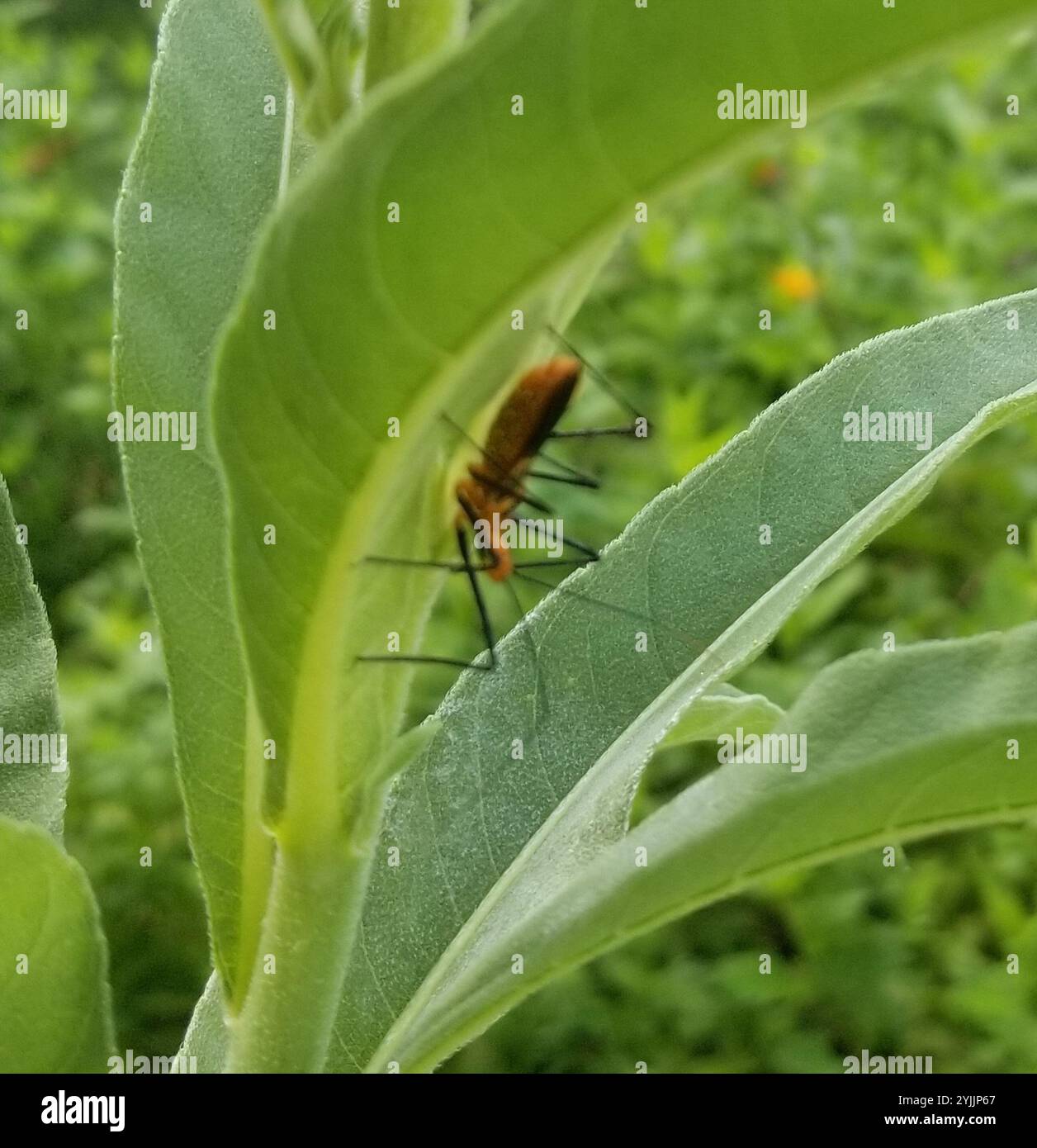 Milkweed Assassin Bug (Zelus longipes Stock Photo - Alamy