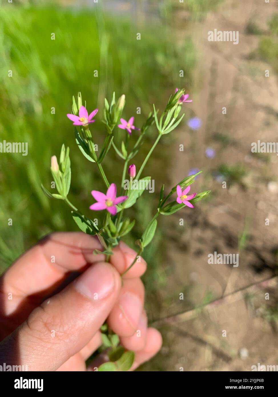 Lesser Centaury (Centaurium pulchellum Stock Photo - Alamy