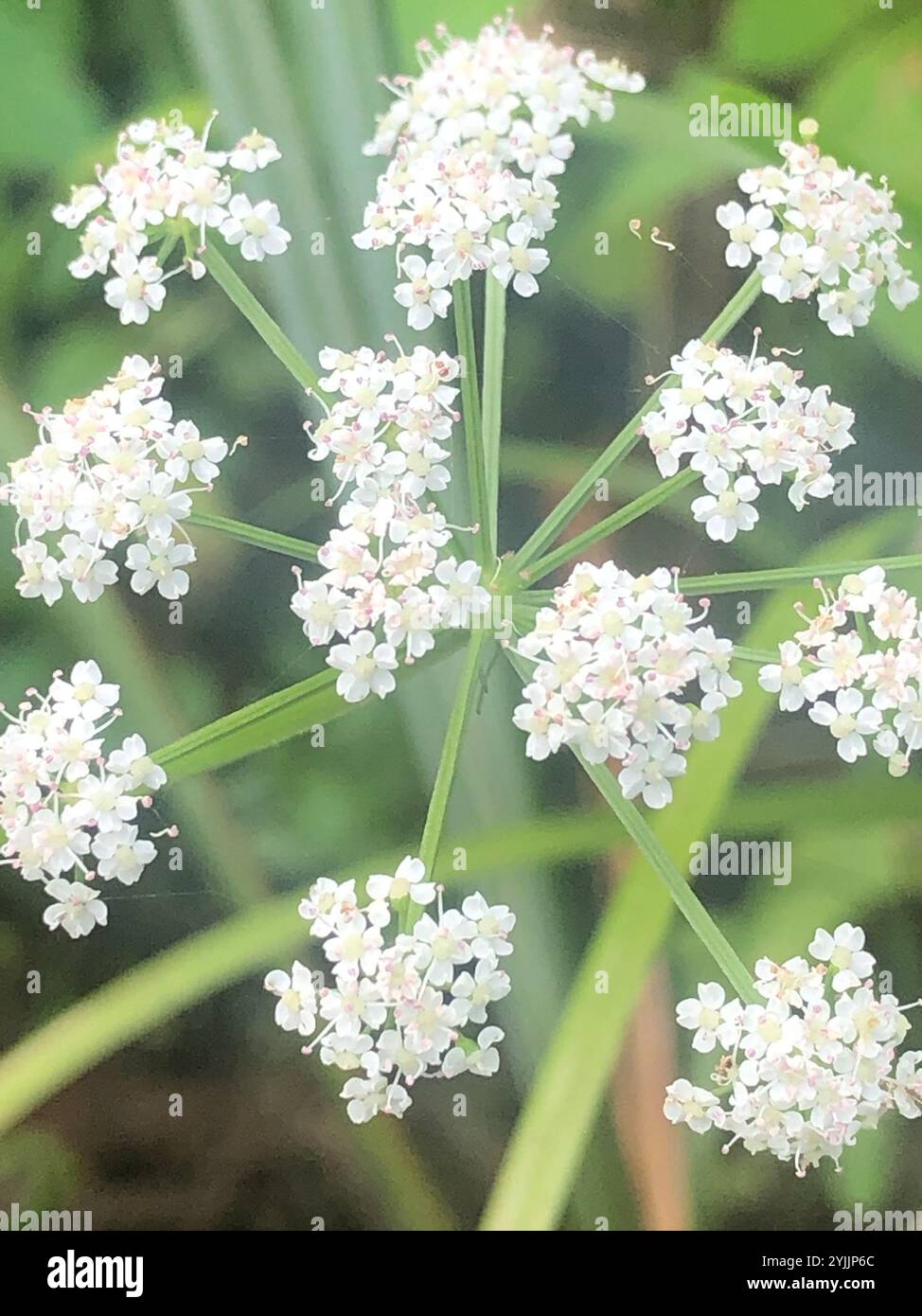 bulblet-bearing water hemlock (Cicuta bulbifera Stock Photo - Alamy