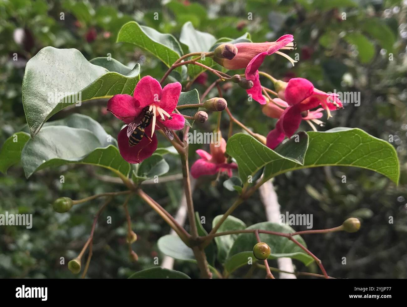 Pūriri (Vitex lucens Stock Photo - Alamy
