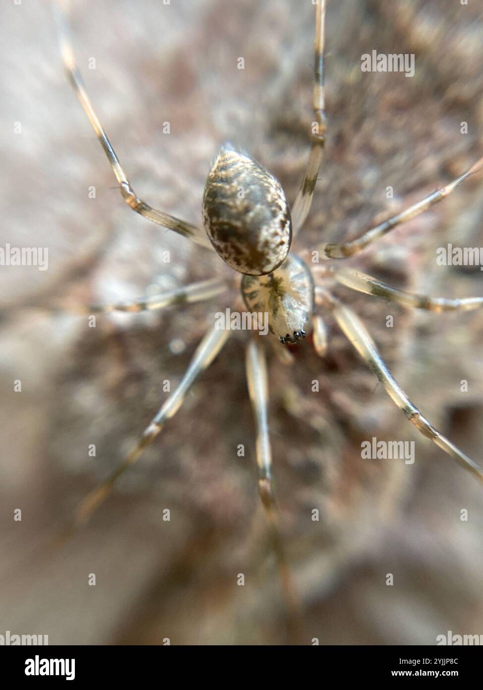 Invisible Spider (Drapetisca socialis Stock Photo - Alamy