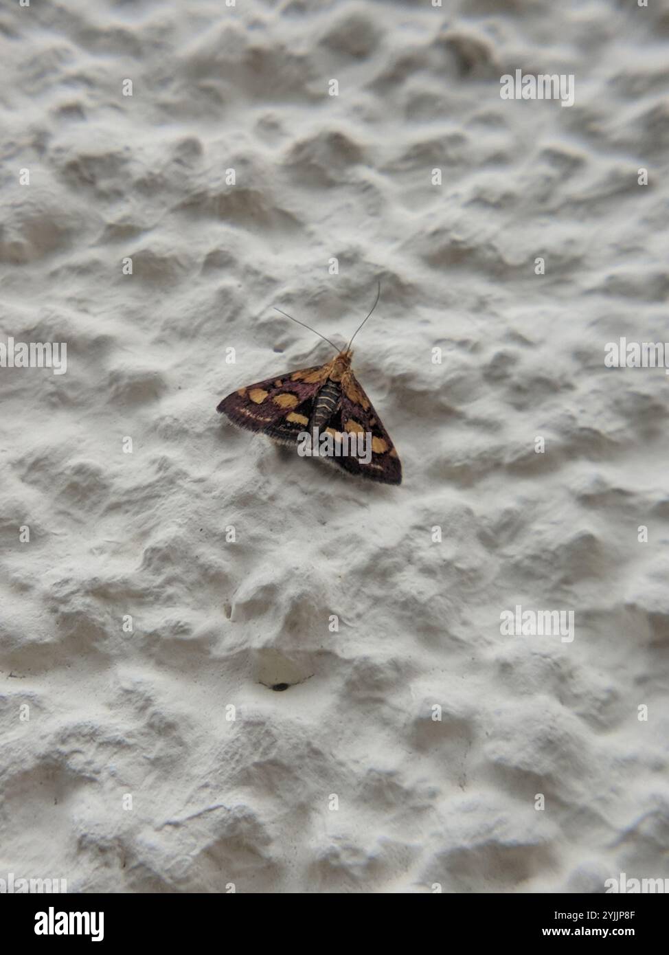 Common Crimson-and-gold Moth (Pyrausta purpuralis Stock Photo - Alamy