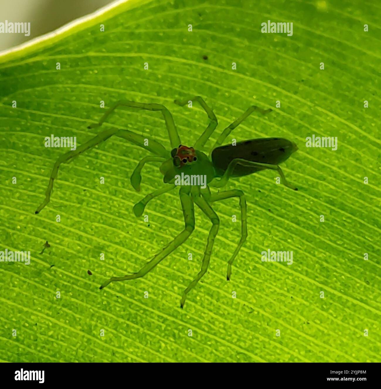 Translucent Green Jumping Spiders (Lyssomanes Stock Photo - Alamy