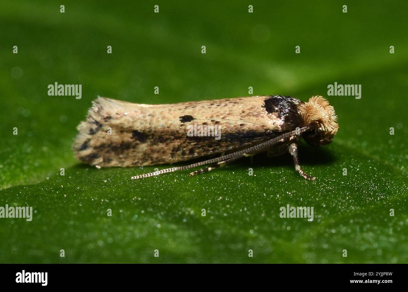 Dark-collared Tinea Moth (Tinea apicimaculella Stock Photo - Alamy