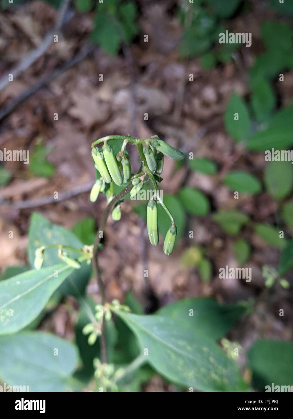 tall rattlesnake root (Nabalus altissimus Stock Photo - Alamy