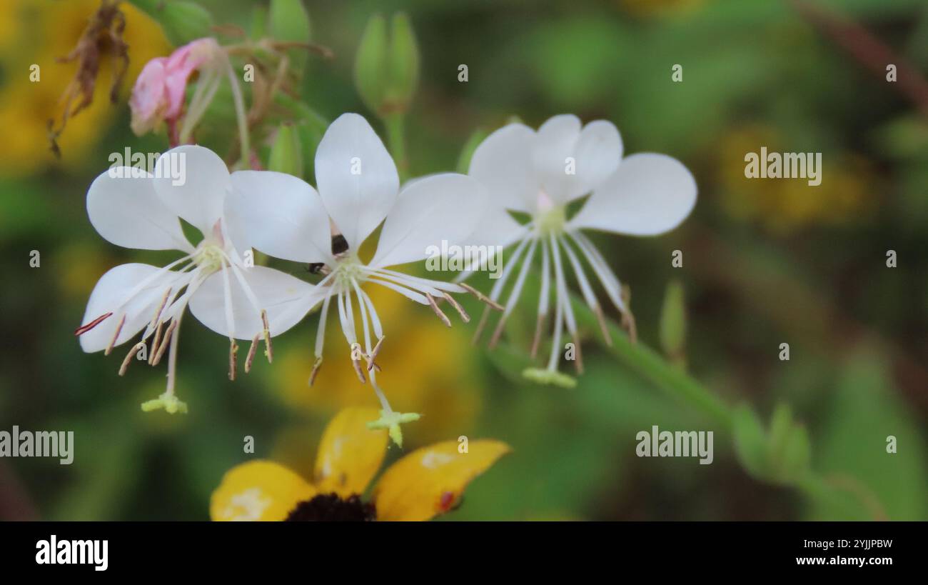 biennial beeblossom (Oenothera gaura Stock Photo - Alamy