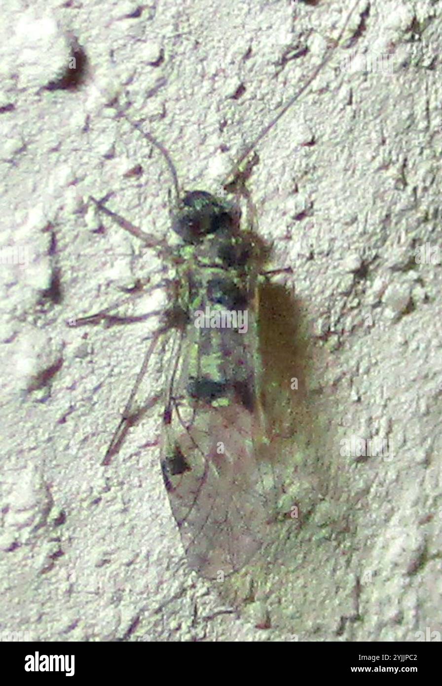 Common Barklice (Psocidae Stock Photo - Alamy