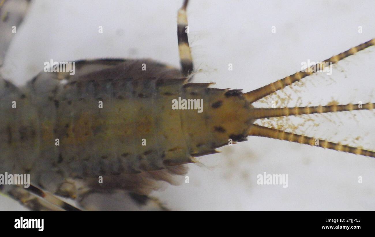 Modest Flat-headed Mayfly (Maccaffertium modestum Stock Photo - Alamy