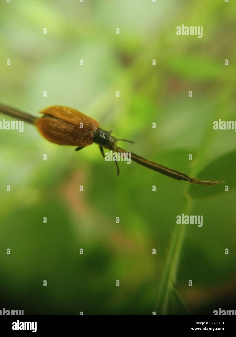 Rough-haired Lagria Beetle (Lagria hirta Stock Photo - Alamy