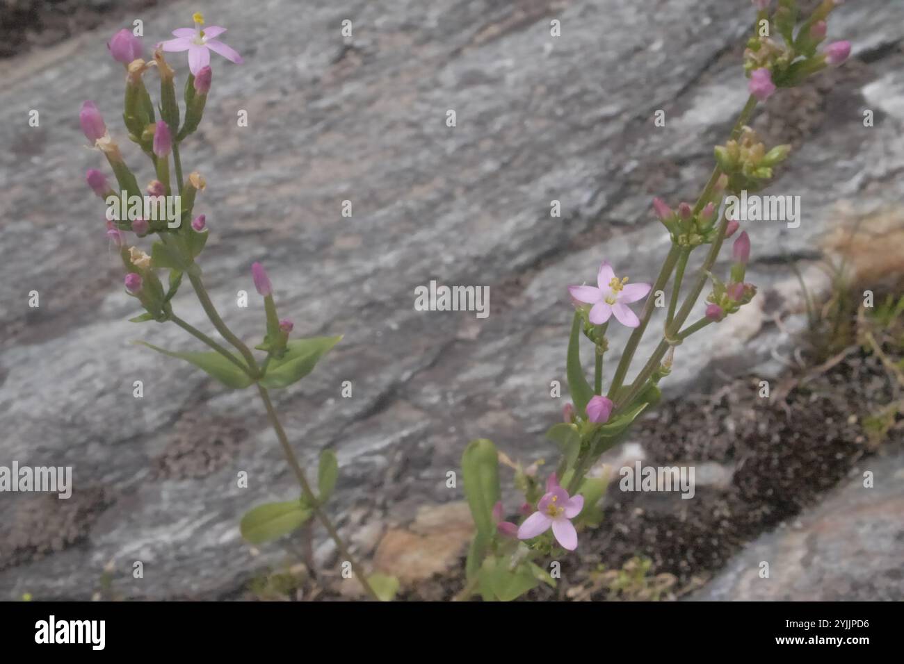 Common centaury (Centaurium erythraea Stock Photo - Alamy
