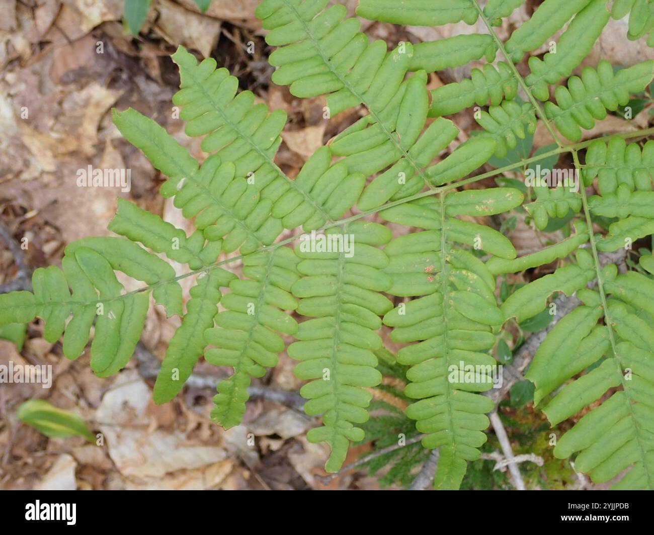 eagle fern (Pteridium aquilinum latiusculum Stock Photo - Alamy
