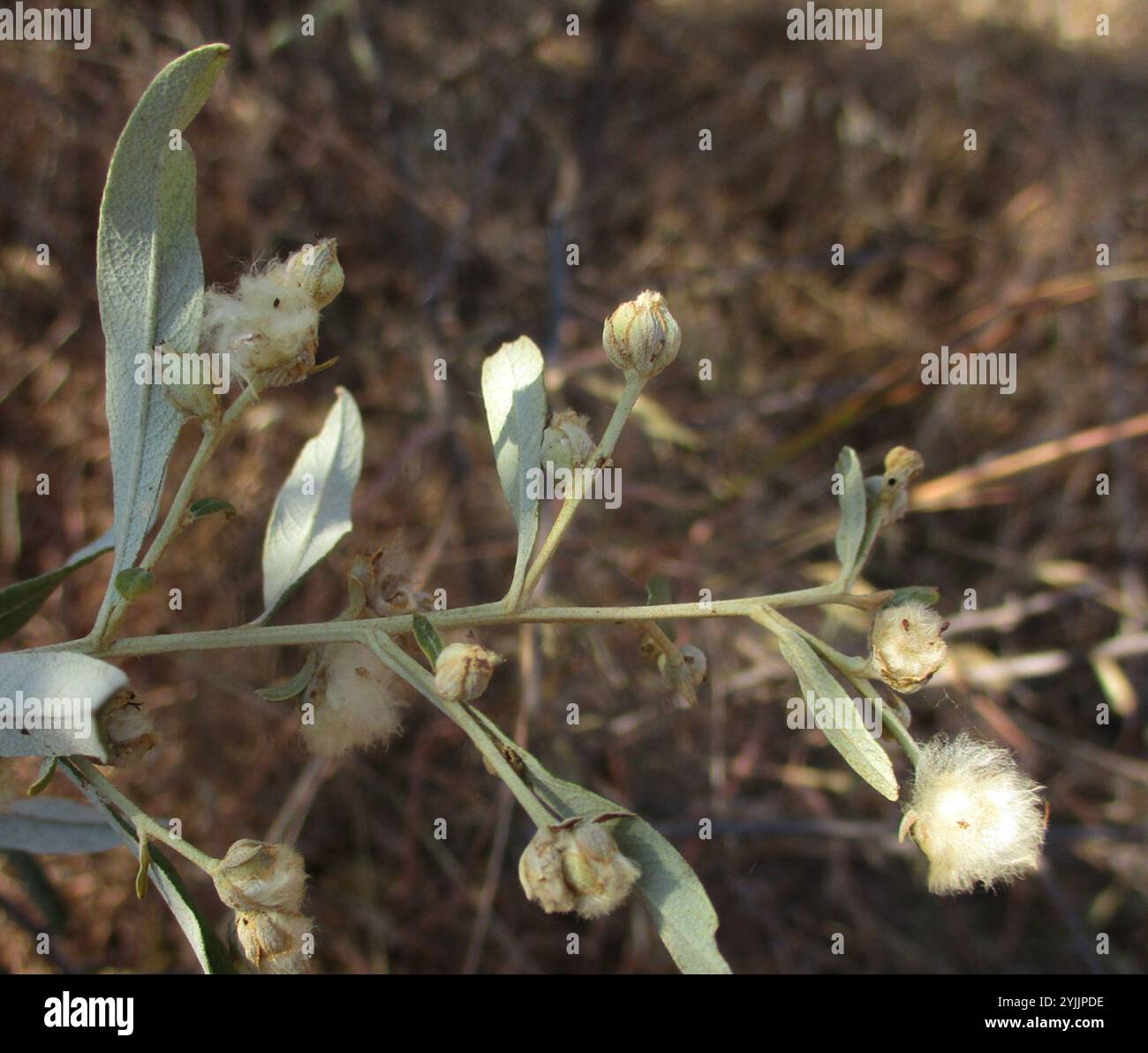 Wild Camphorbush (Tarchonanthus camphoratus Stock Photo - Alamy