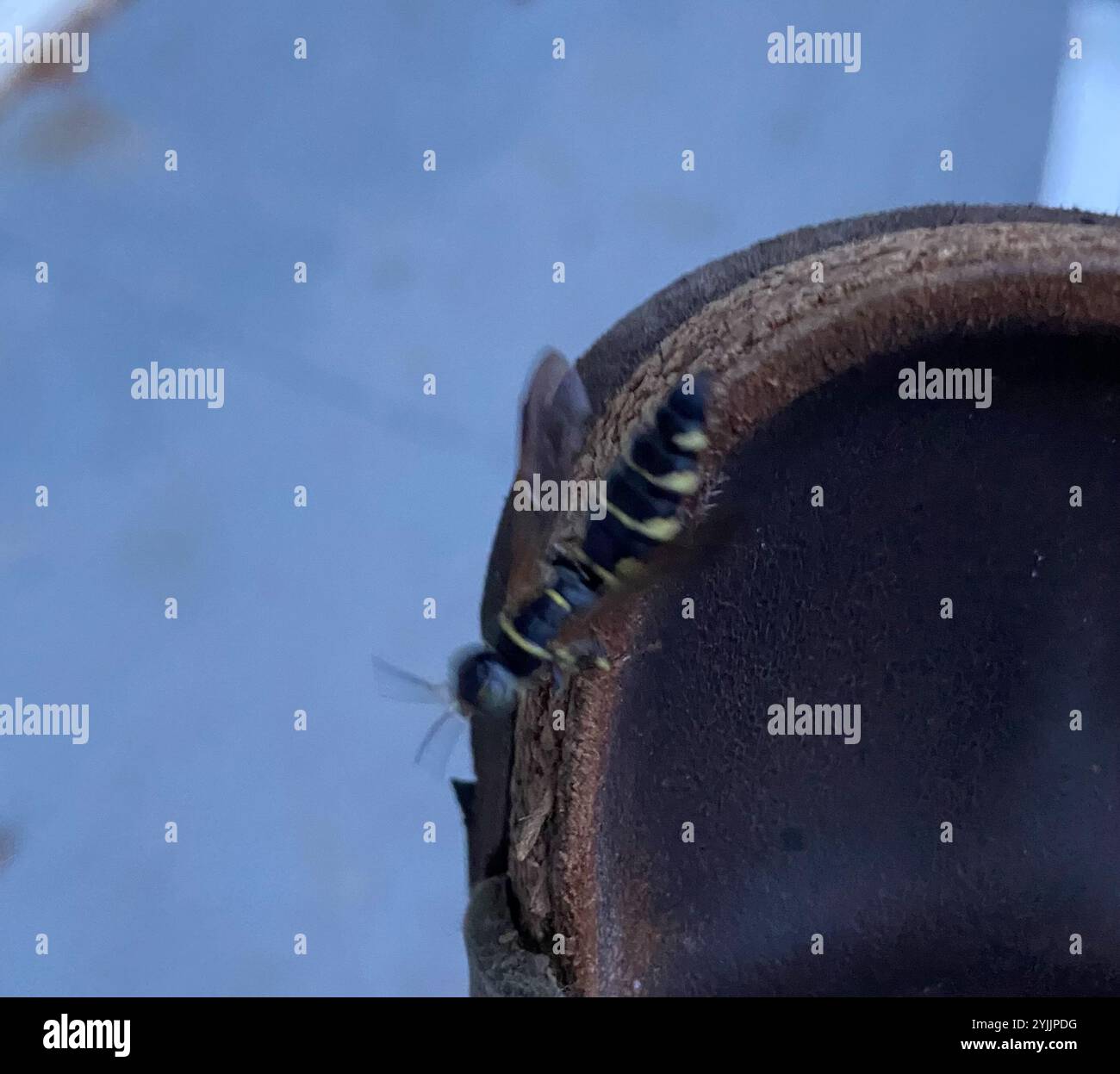 Scoliid Wasps (Scoliidae Stock Photo - Alamy