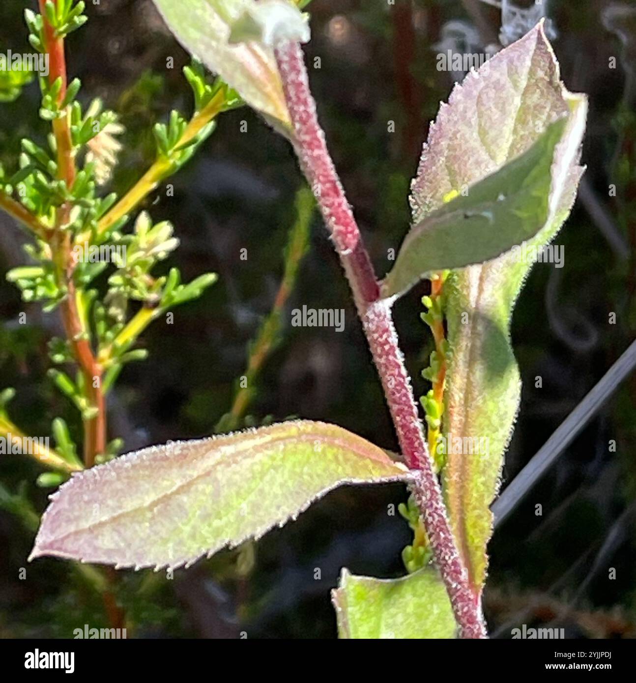 roughleaf aster (Eurybia radulina Stock Photo - Alamy