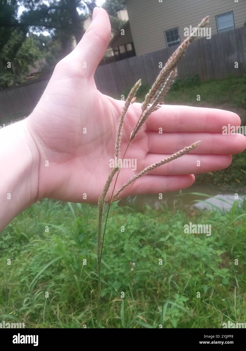 Vasey Grass (Paspalum urvillei Stock Photo - Alamy