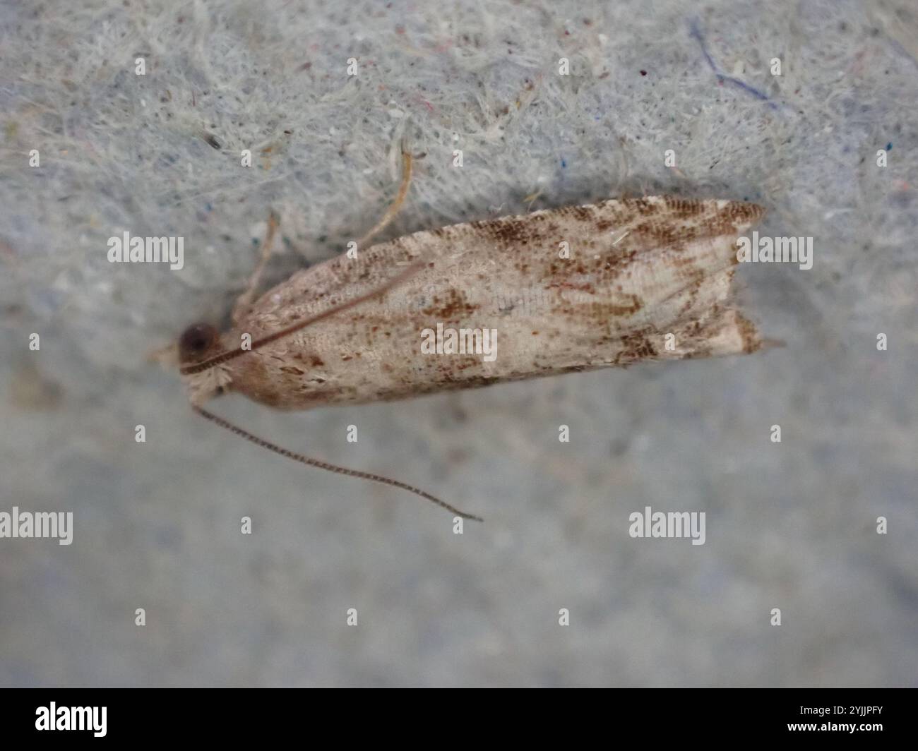 Spilonota hi-res stock photography and images - Alamy