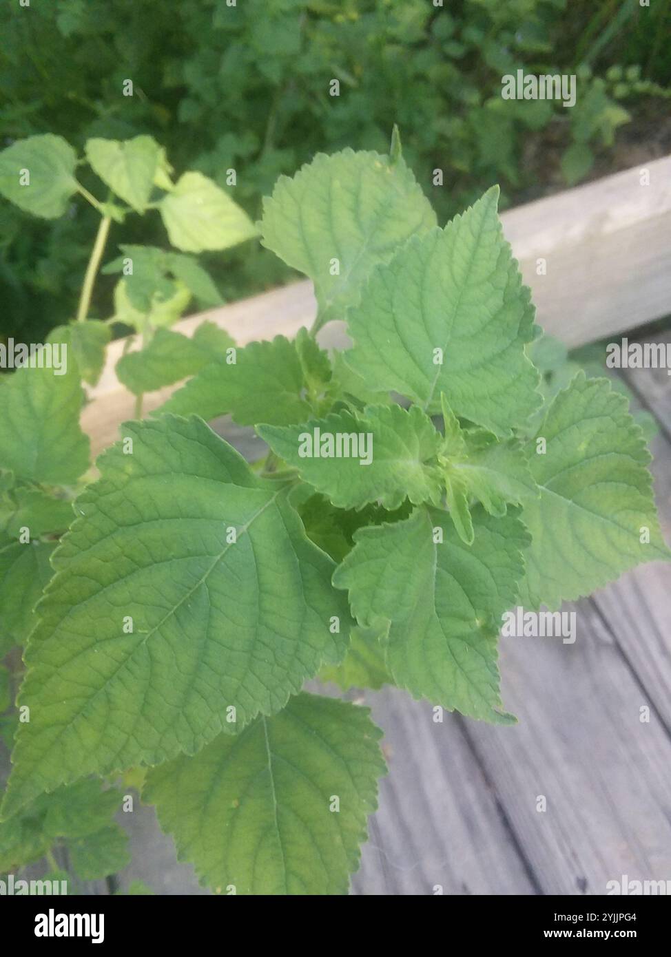 Tropical Bushmint (Hyptis mutabilis Stock Photo - Alamy