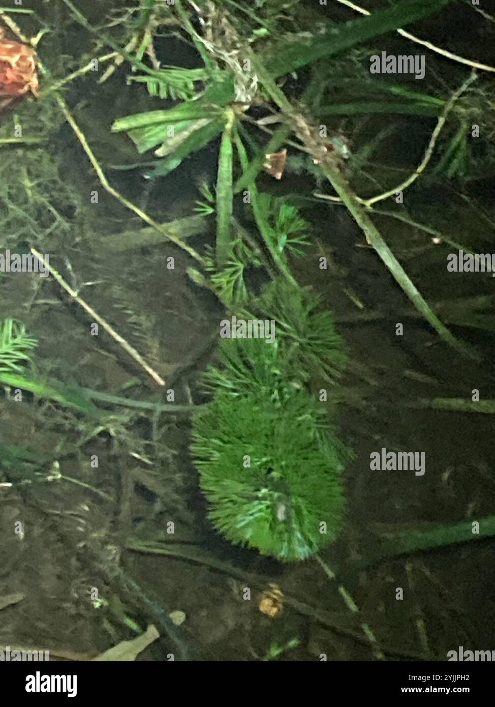 Carolina Fanwort (Cabomba caroliniana Stock Photo - Alamy