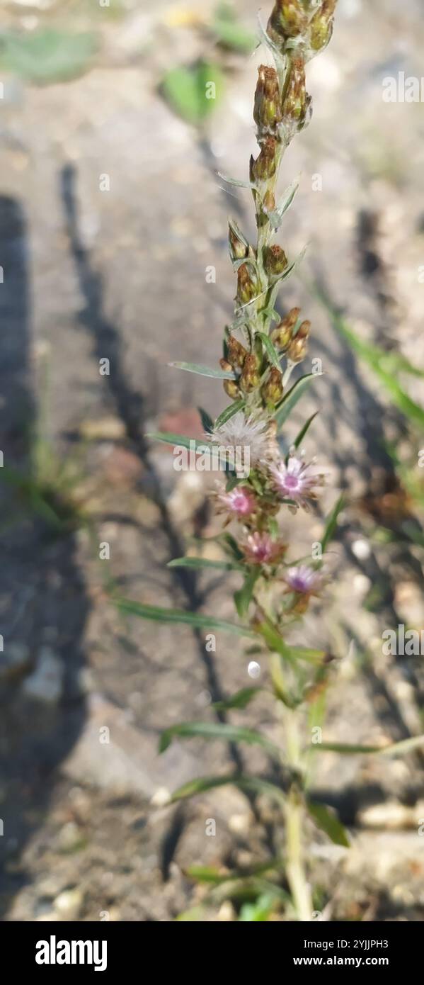 Woodland cudweed hi-res stock photography and images - Alamy