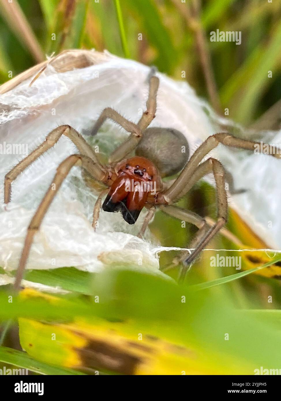 European Yellow Sac Spider (Cheiracanthium punctorium Stock Photo - Alamy