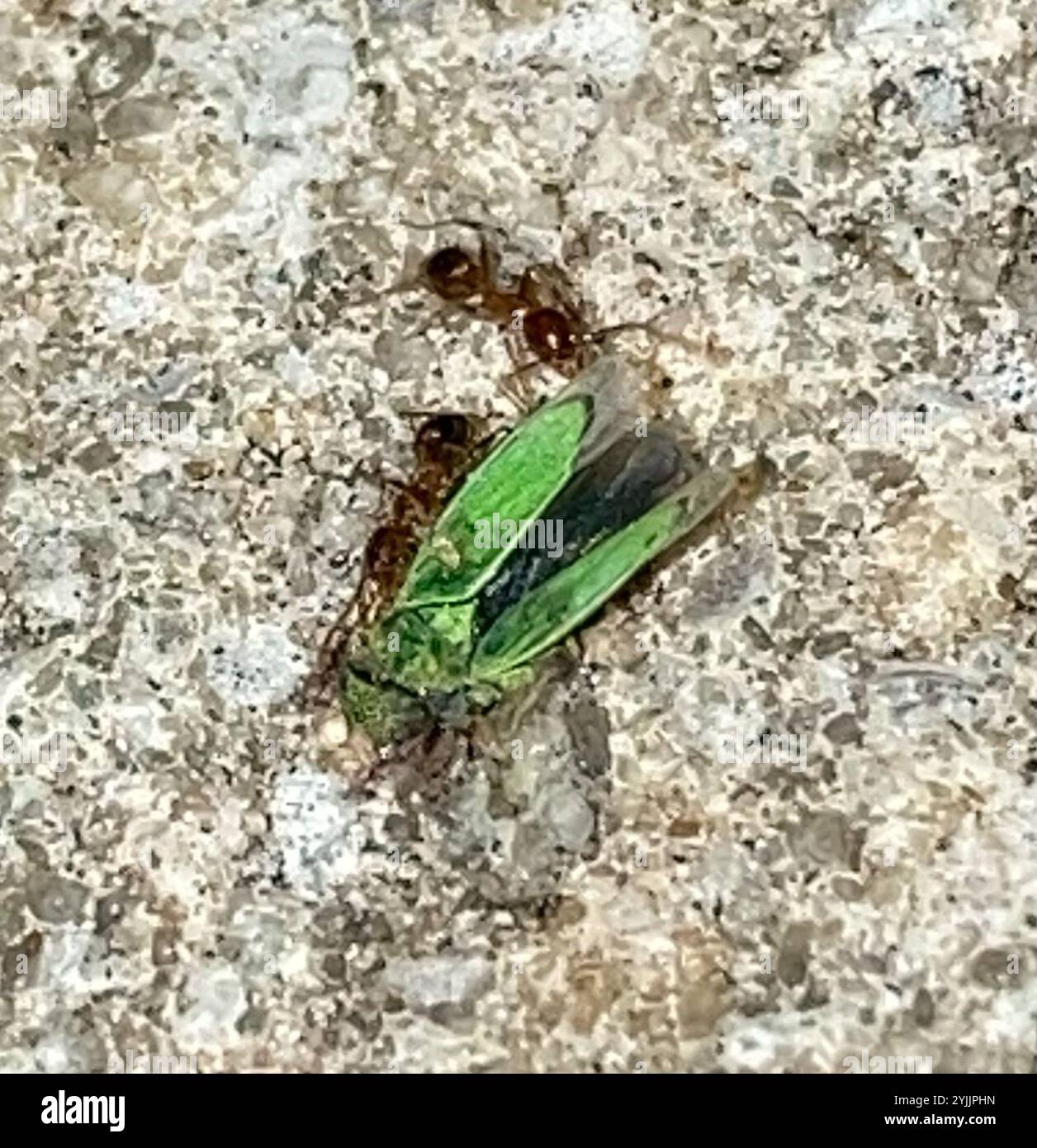 Common Green Leafhopper (Hortensia similis Stock Photo - Alamy