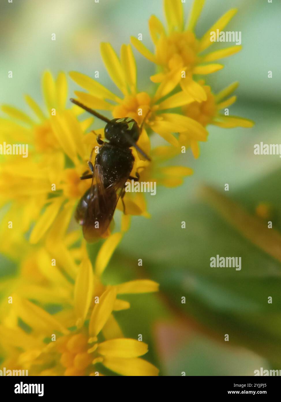 Common Masked Bee (Hylaeus communis Stock Photo - Alamy