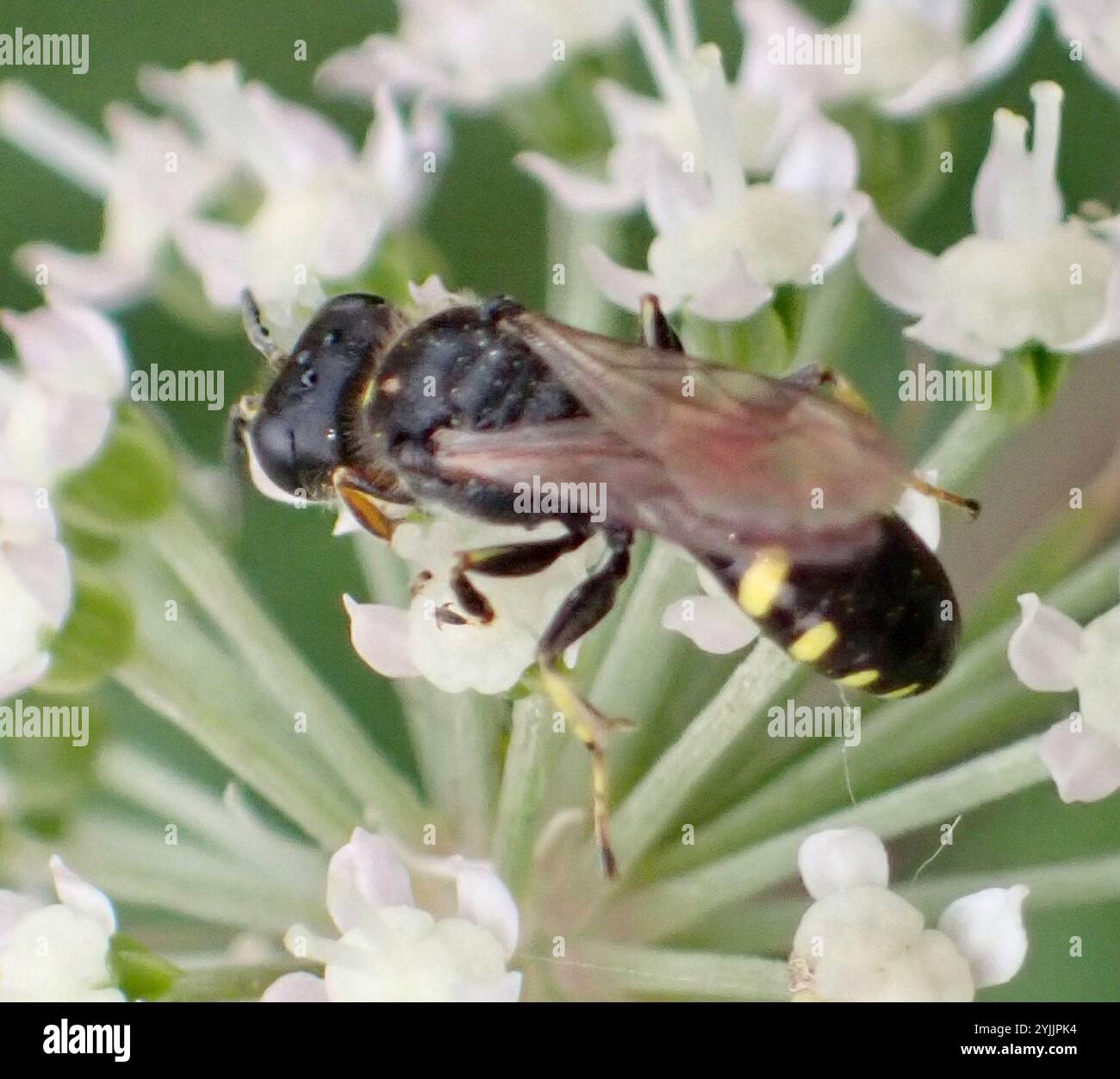 Common Ectemnius (Ectemnius continuus Stock Photo - Alamy