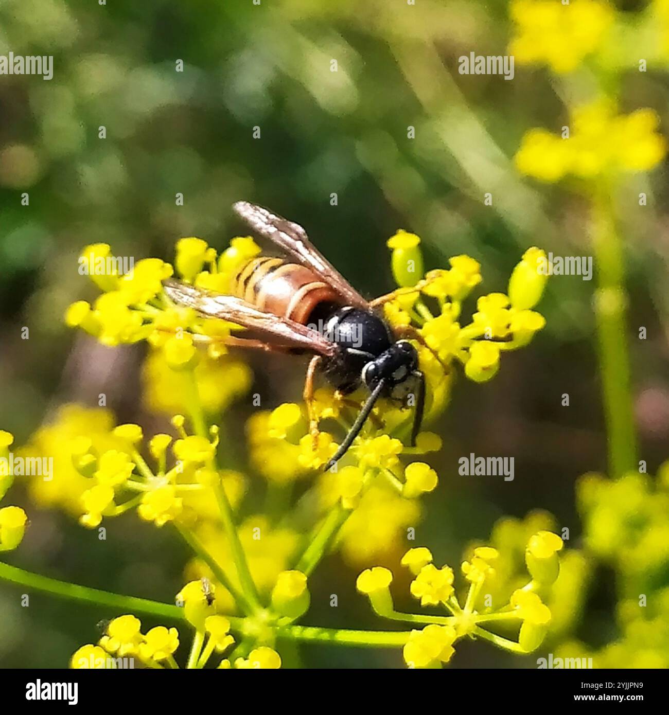 Red-banded Yellowjacket (Vespula rufa Stock Photo - Alamy