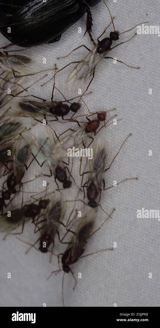 Florida Carpenter Ant (Camponotus floridanus Stock Photo - Alamy