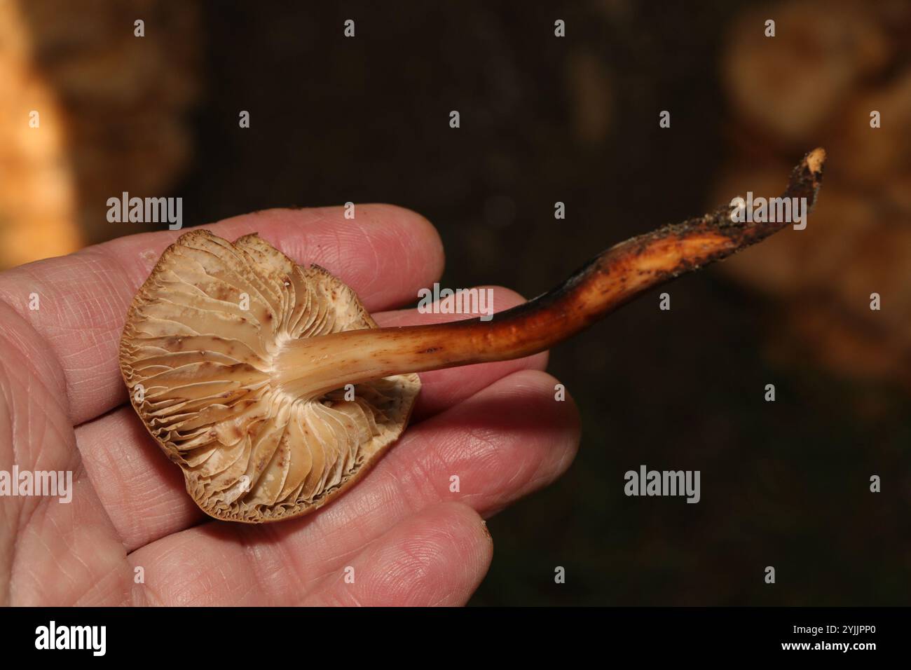 Spindleshank (Gymnopus fusipes Stock Photo - Alamy