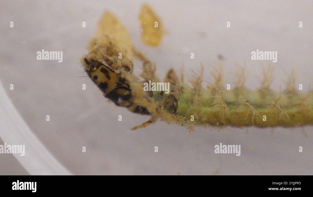 Hydropsyche hi-res stock photography and images - Alamy