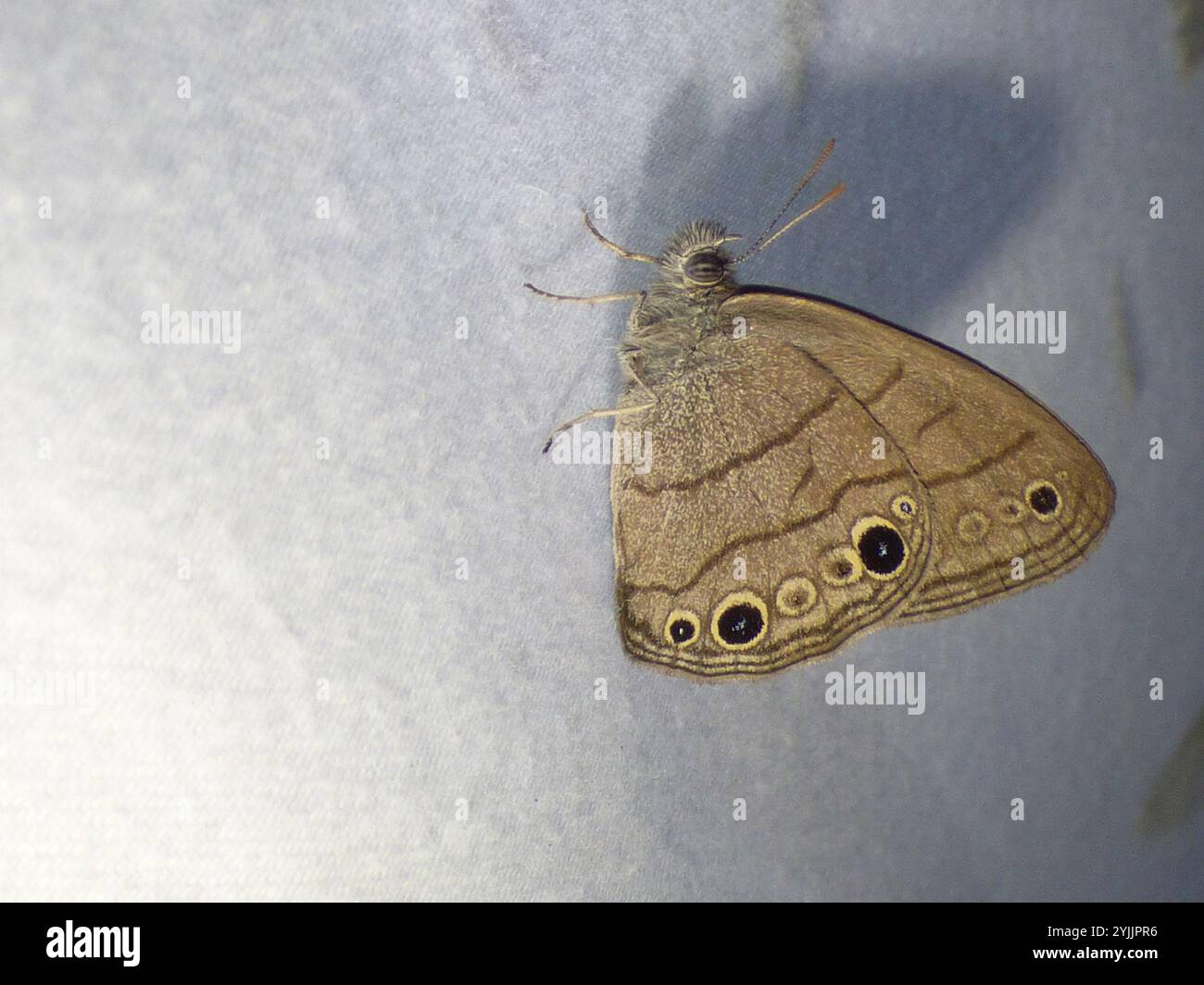 Carolina Satyr (Hermeuptychia sosybius Stock Photo - Alamy