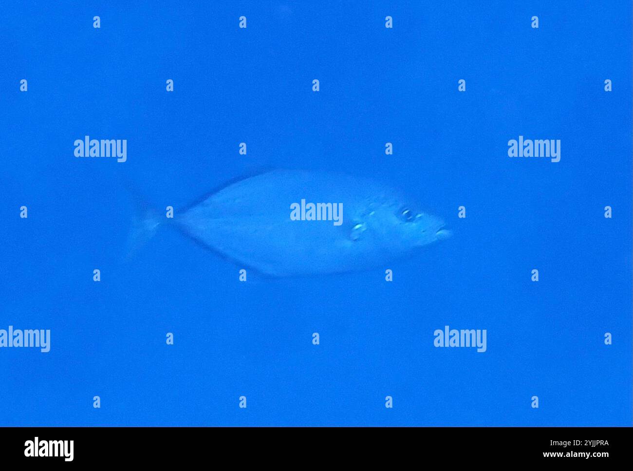 Orange-spotted Trevally (Flavocaranx bajad Stock Photo - Alamy