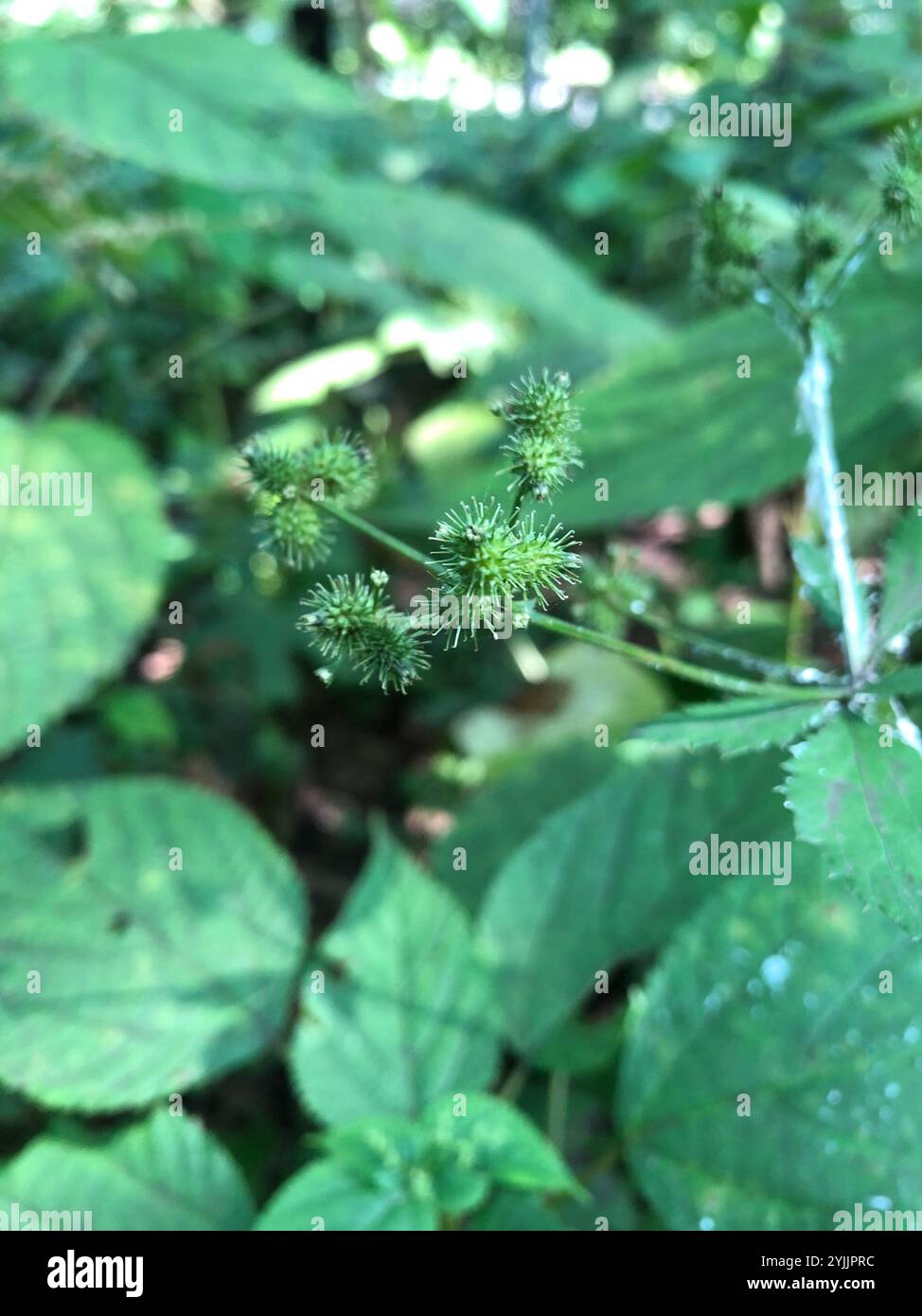 large-fruited sanicle (Sanicula trifoliata Stock Photo - Alamy