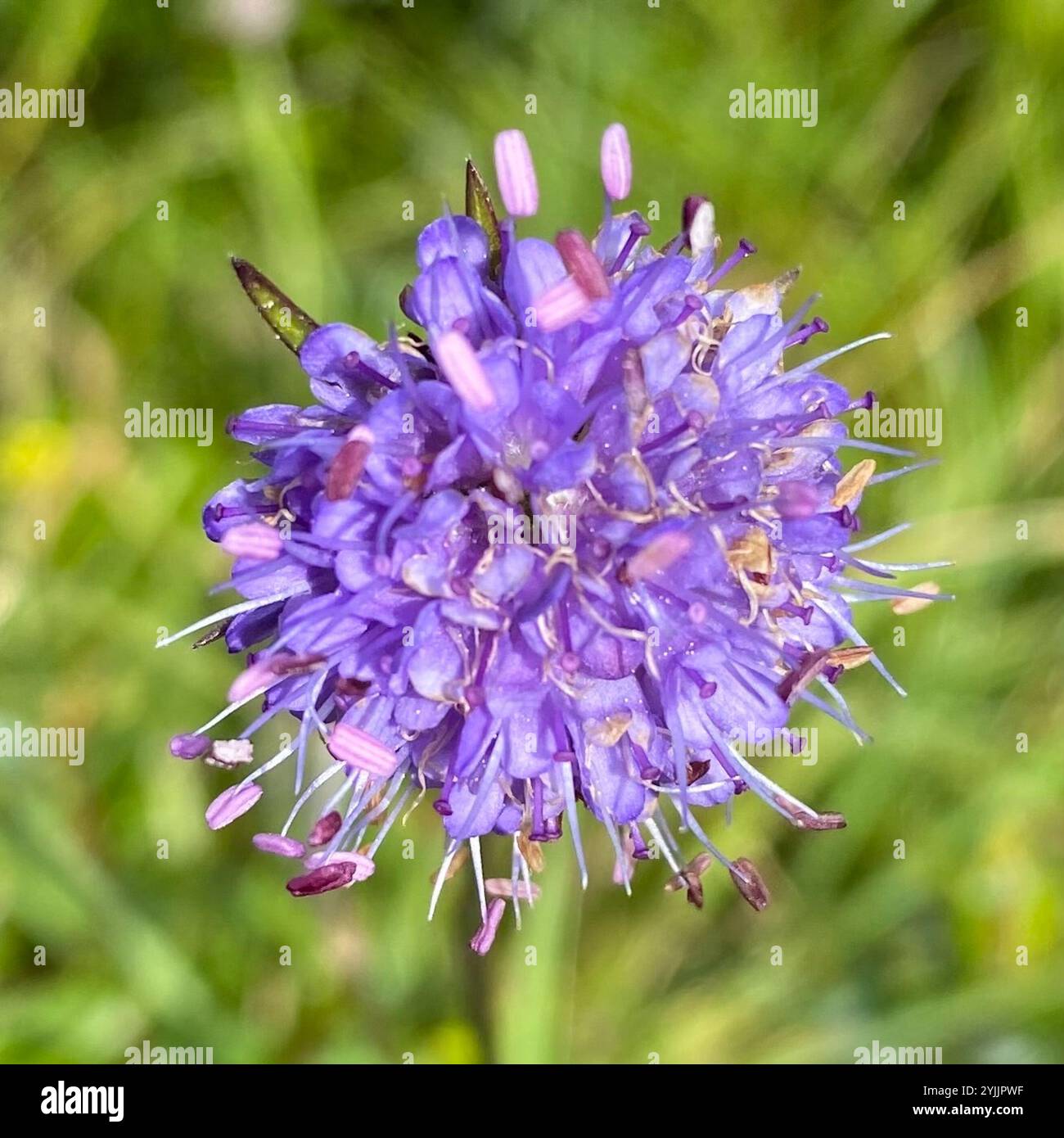 Devil's-bit Scabious (Succisa pratensis Stock Photo - Alamy