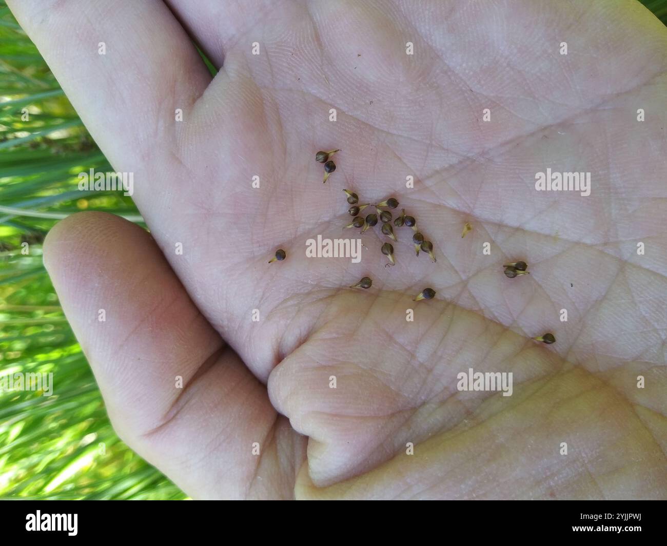 lesser tussock sedge (Carex diandra Stock Photo - Alamy